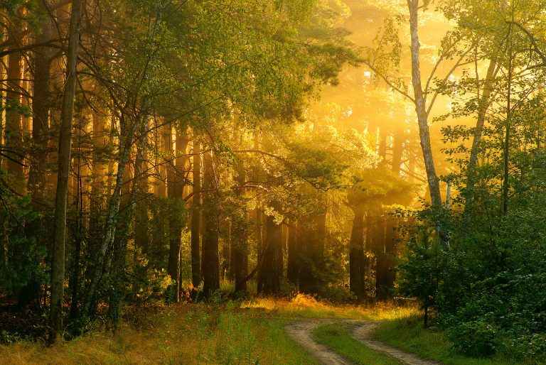 20 Amazingly beautiful Forest Road Pictures