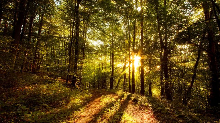 20 Amazingly beautiful Forest Road Pictures